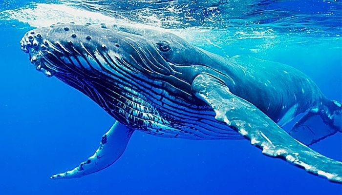 Identifican nueva especie de ballena barbada en el Golfo de | BajaPress